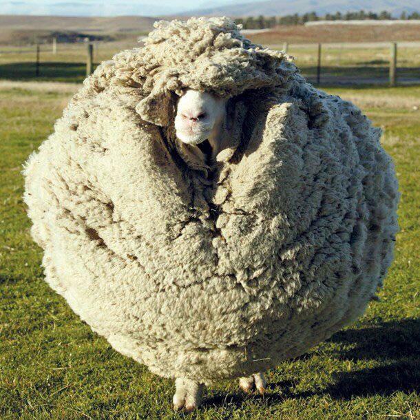 Being Soft Doesn't Mean You're Weak: Sheep Survives Wolf Attack Thanks ...