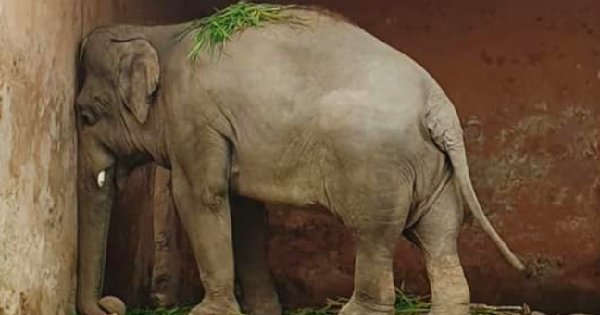 Kaavan, Pakistan's Loneliest Elephant Who Has Been Living In Captivity ...