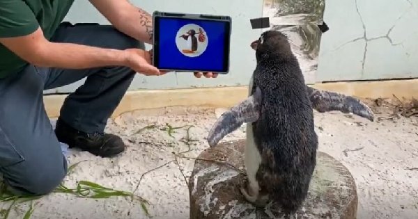 Meet Pierre The Penguin, Who Is Busy Binge-Watching Pingu To Kill ...