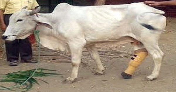 A New Beginning: Disabled Cow In Pune Gets A Prosthetic Leg All Thanks ...
