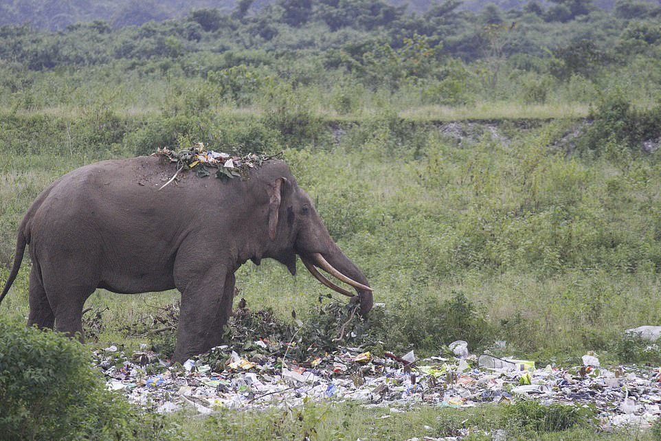 This Photo Of A Hungry Elephant Rummaging Through Tourists's Garbage Is ...