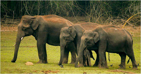 2,700 Captive Elephants To Get 'Aadhaar Cards' Based On DNA For Their ...