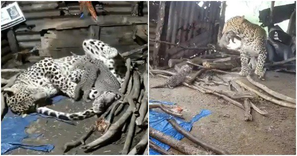 Happy Ending: Mother Leopard Gives Birth Inside A Hut, Peacefully Takes ...
