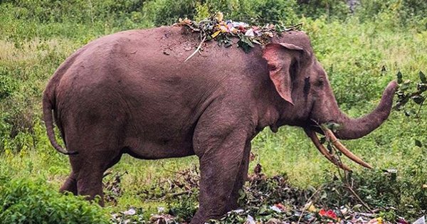 This Photo Of A Hungry Elephant Rummaging Through Tourists's Garbage Is ...