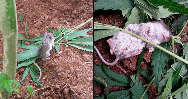 Living The 'High' Life: Mouse Munches On Marijuana Leaves, Gets High ...
