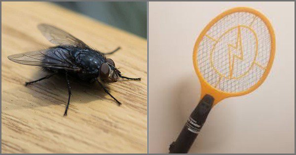 Man Tries To Kill Fly With Electric Racquet. Blows Up Kitchen Instead ...