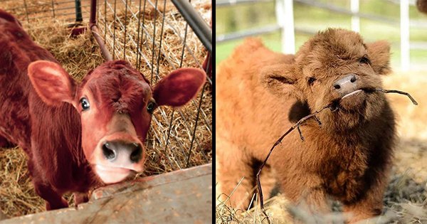 Just Adorable Pictures That Prove Baby Cows Are Just Puppies That Moo