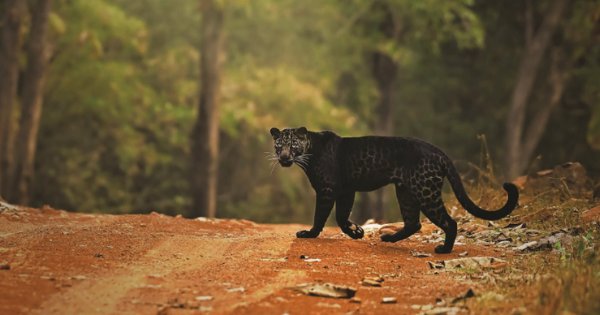 Photographer Spots Rare Black Leopard In Maharashtra. Shares Stunning ...