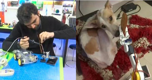 Man Builds Robot To Help Deaf-Blind Dog Who Was Too Afraid To Trust Humans