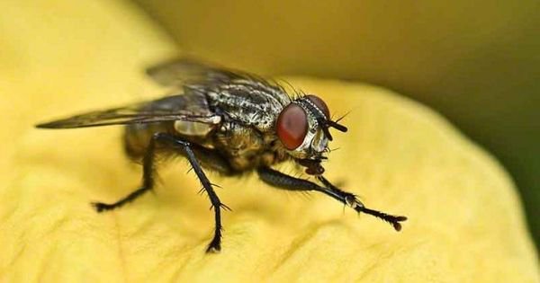 Why Do Flies Rub Their Legs Together?
