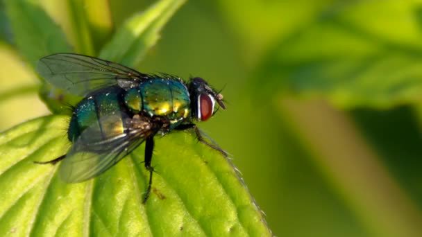 Why Do Flies Rub Their Legs Together?