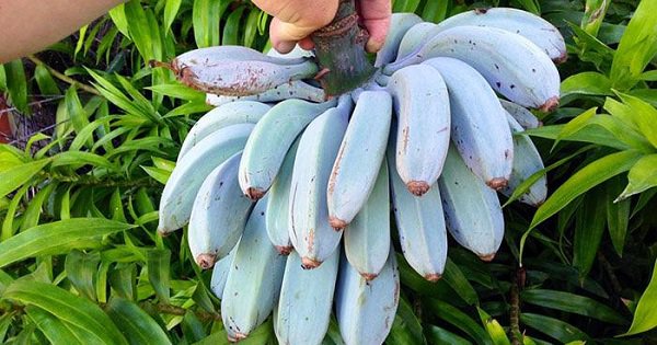 TIL Blue Bananas Are A Real Thing & They Taste Like Ice Cream