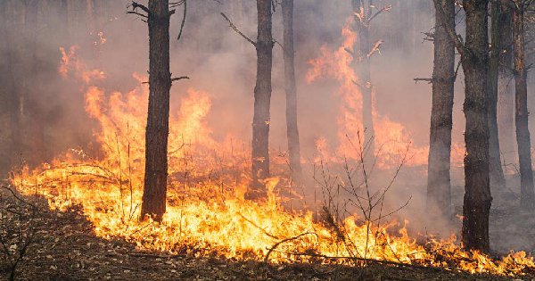 Why Do Forest Fires Occur? Here's Everything To Know