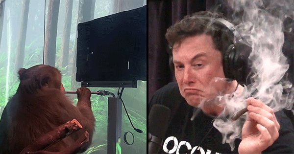 Video Of Monkey Playing Pong With Its Mind Thanks To Elon Musk's Brain Chip