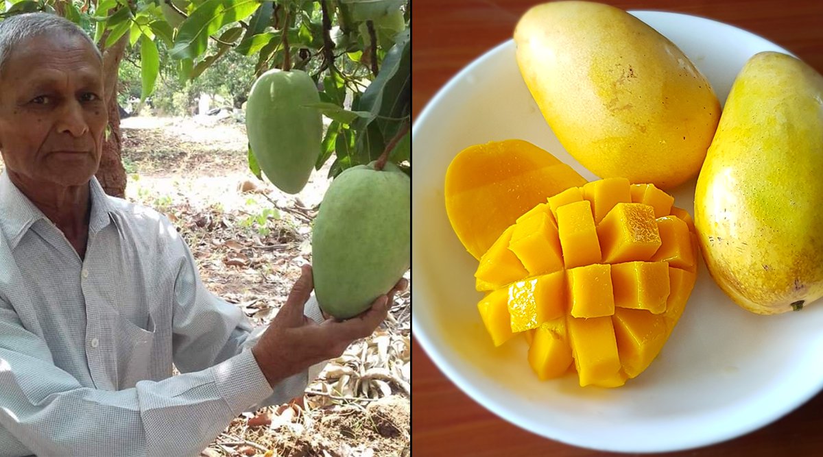 This Mango Cultivated In Madhya Pradesh Costs Up To ₹ 1,000 PER PIECE ...