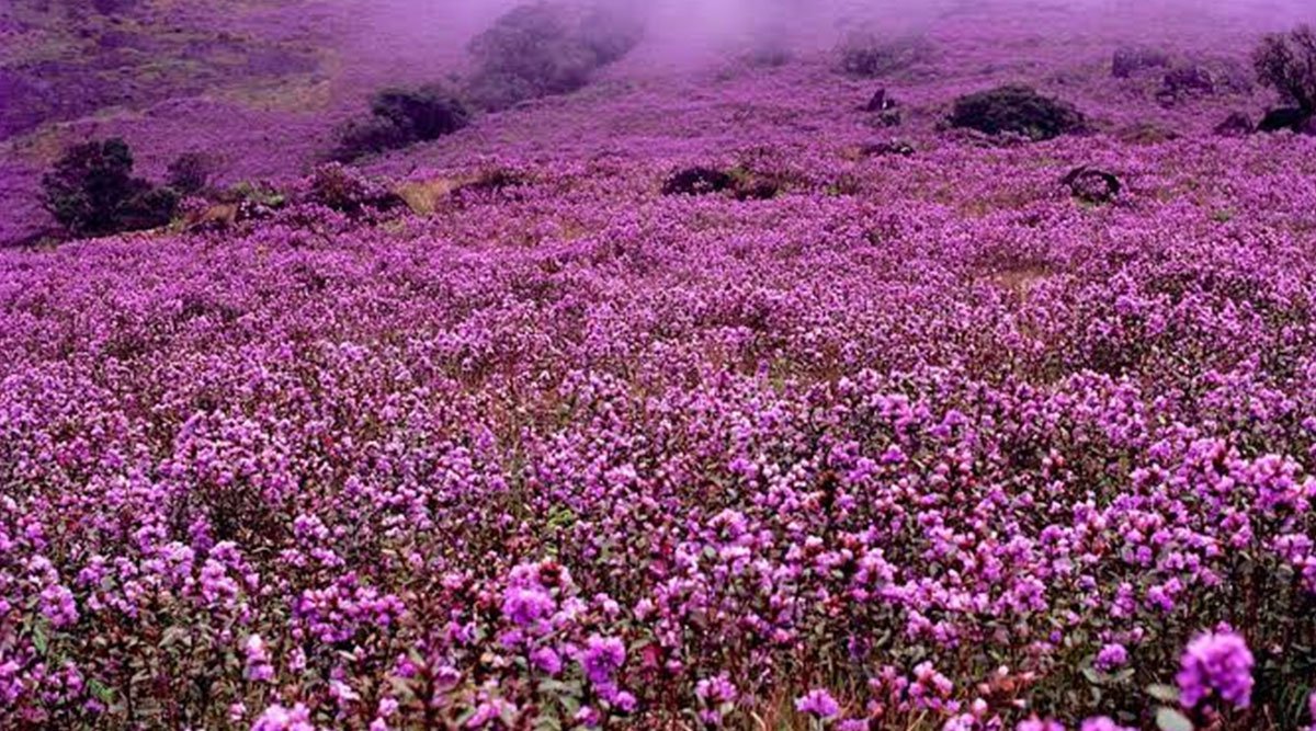 These Pics Of The Neelakurinji Flowers That Bloom Once In 12 Years Are ...
