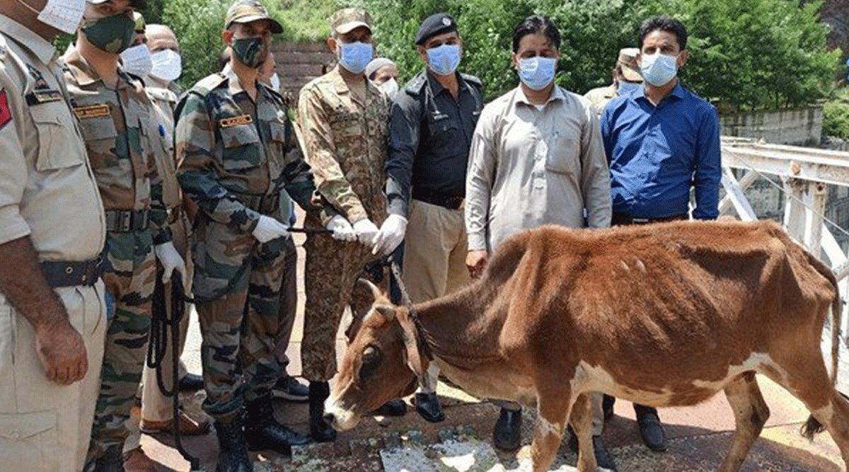 In A Goodwill Gesture, India Returns Cow & Ox To Pakistan. Pakistan ...