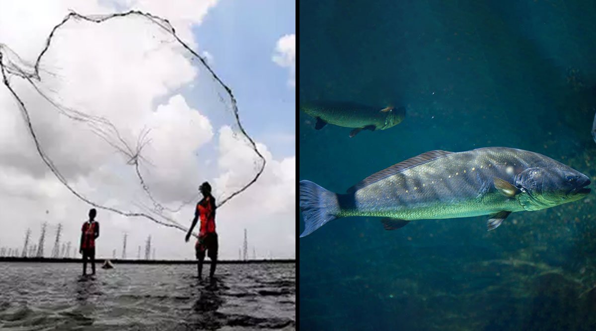 Mumbai Fisherman Strikes Gold After Selling 157 Rare Ghol Fish For ₹ 1. ...