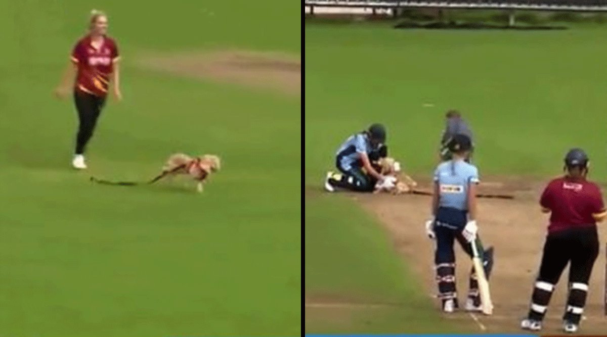 Best Cricket Video Ever: Internet Reacts As An Adorable Dog Invades ...