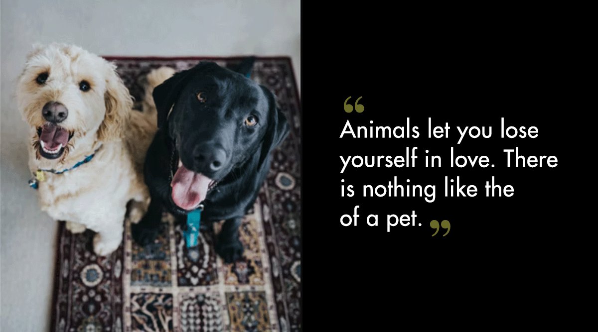 Vir Das' Insta Post About The Love Pet Parents Feel For Their Fur ...