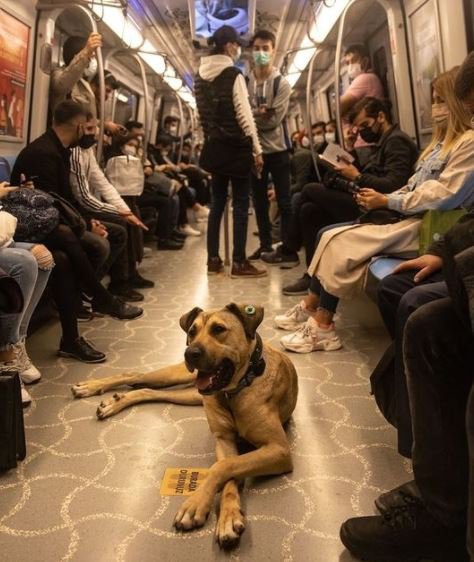 Meet Boji, Istanbul's Favourite Doggo Who's Become Famous For Using The ...