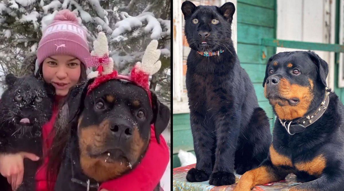 This Unlikely Friendship Between A Black Panther, A Human & A Dog Is ...