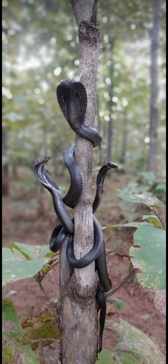 This Incredible Pic Of 3 Cobras Seemingly Posing For A Wildlife ...