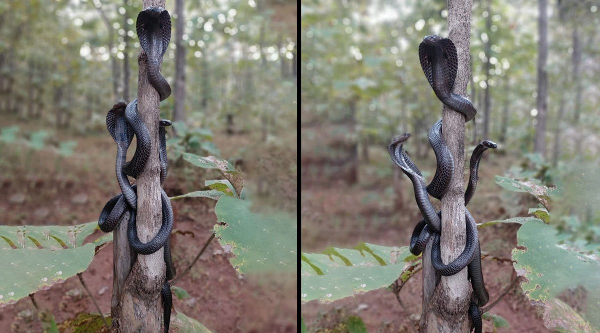 This Incredible Pic Of 3 Cobras Seemingly Posing For A Wildlife ...