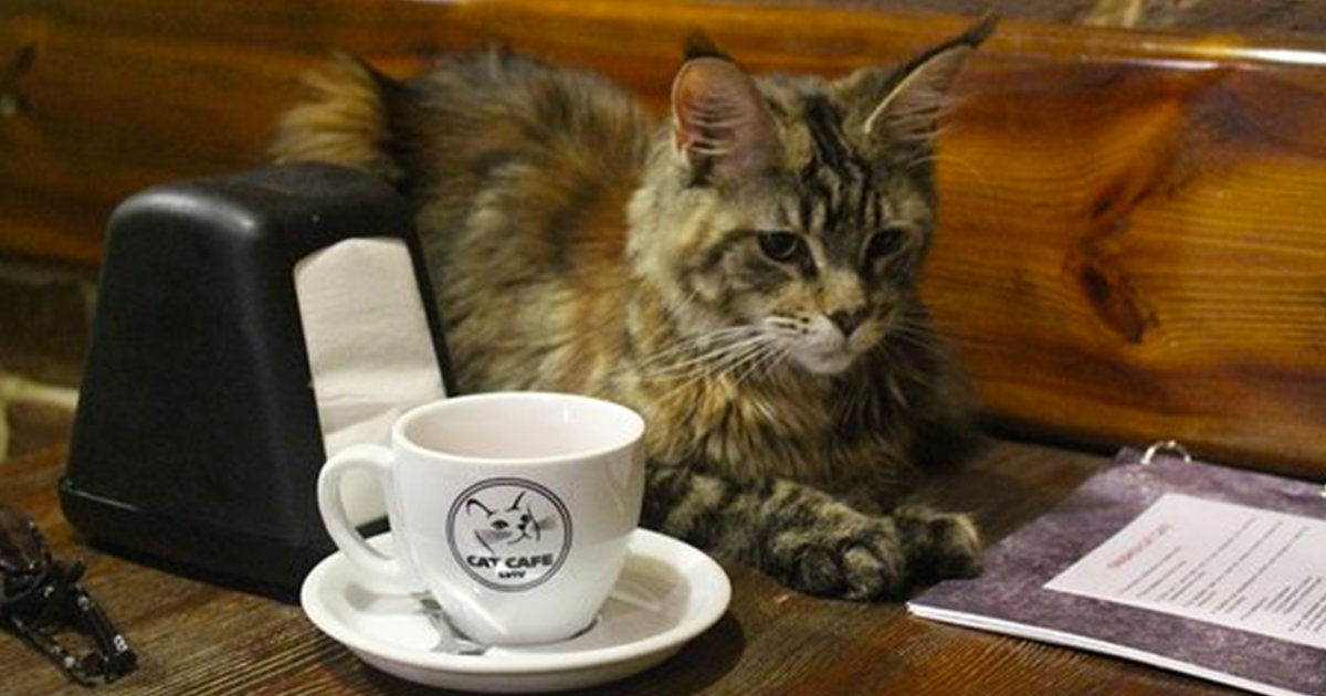 Owners Of Lviv Cat Café Refuse To Leave Ukraine.