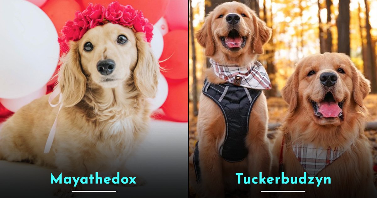 13 Of The Most Heart-Warming Instagram Accounts For Every Dog Lover