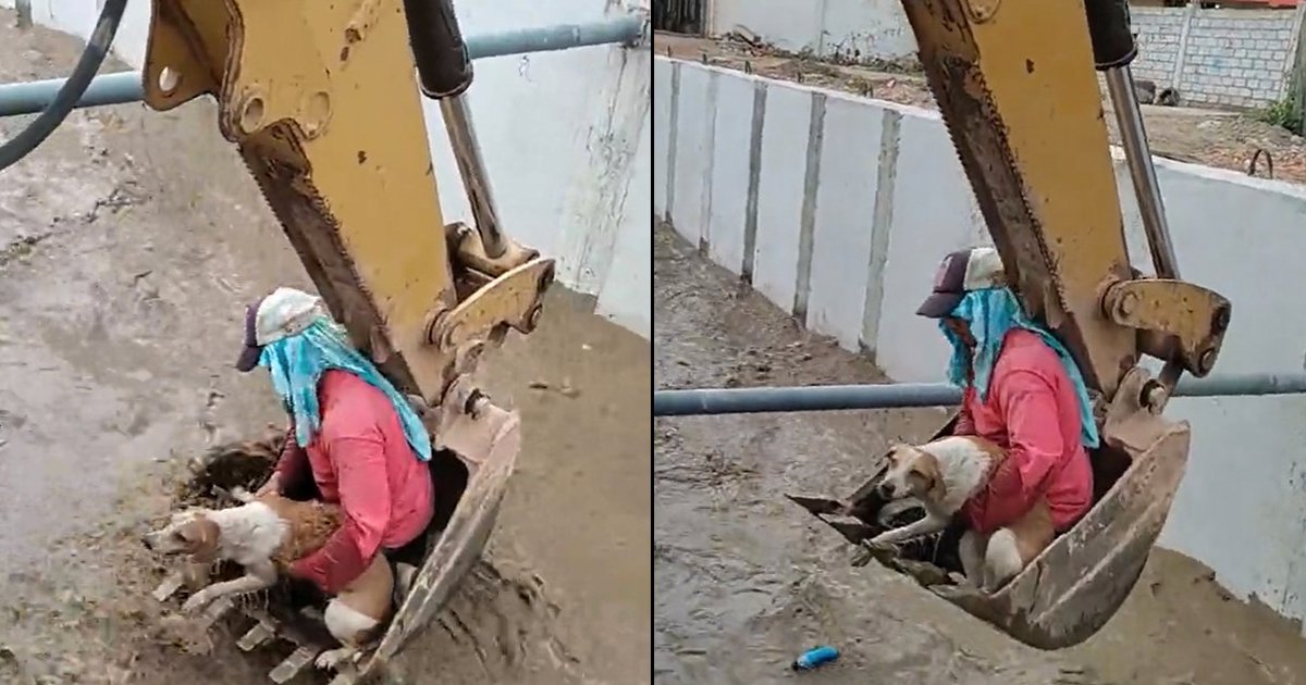 Watch: A Group Of Construction Workers Stepped Into A Canal To Rescue A ...