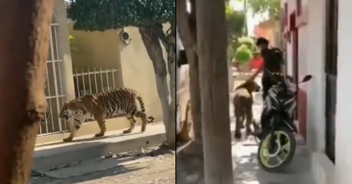 There Was A Bengal Tiger Roaming The Streets Of This Mexico Town. Yep ...