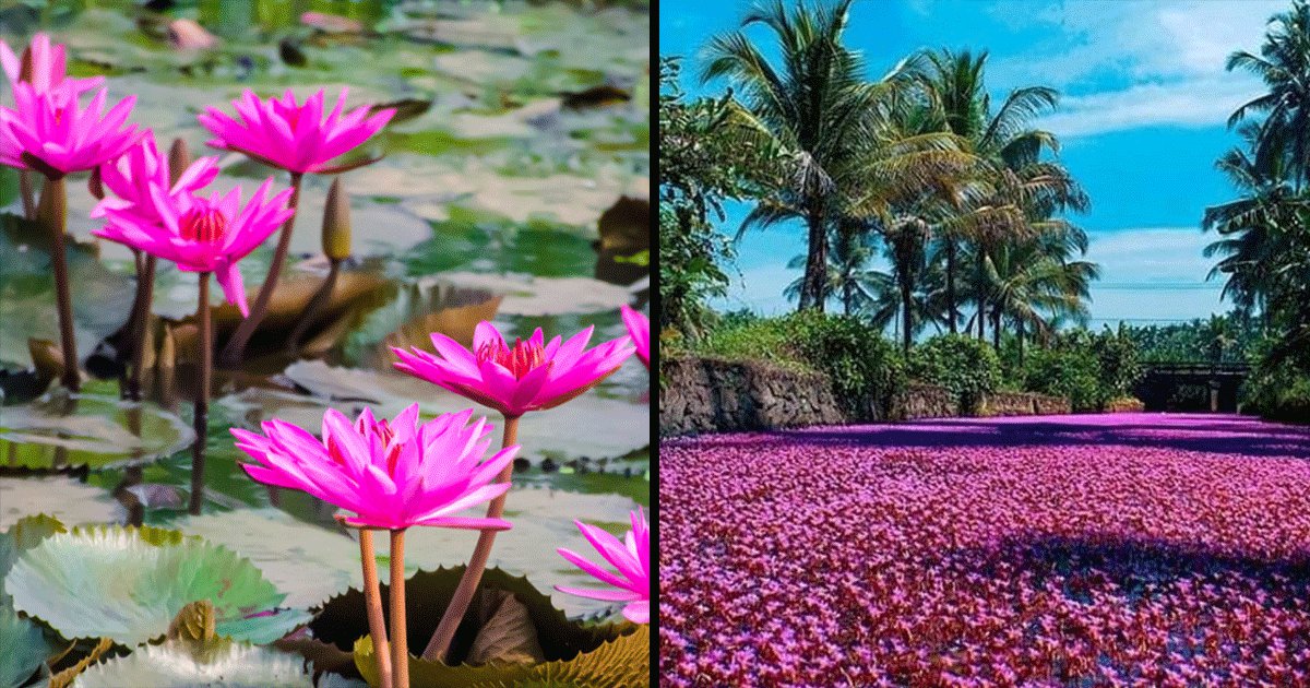 This Pink Tinted River In Kerala Has Gone Viral Online