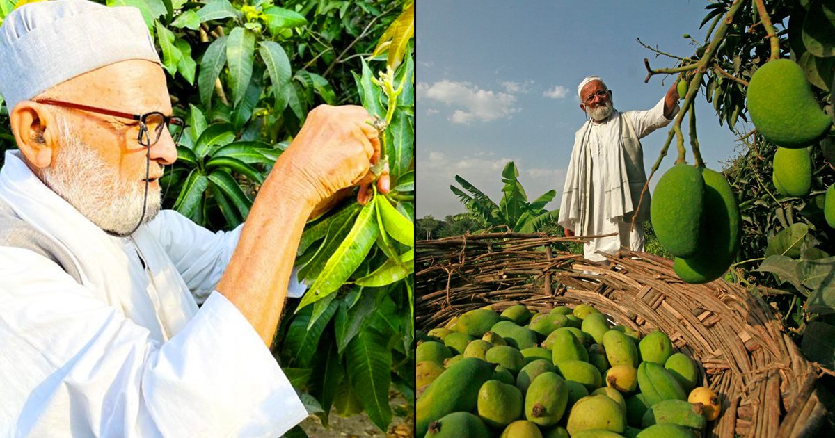 Kaleem Khan, India's Mango Man, Has Grown 300 Types Of Mangoes From One ...