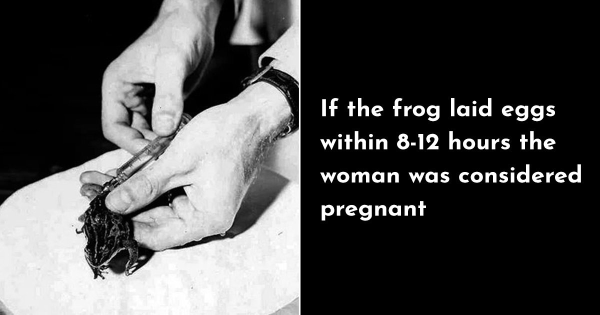 The 1st Reliable Pregnancy Test Involved Injecting A Woman's Pee Inside ...