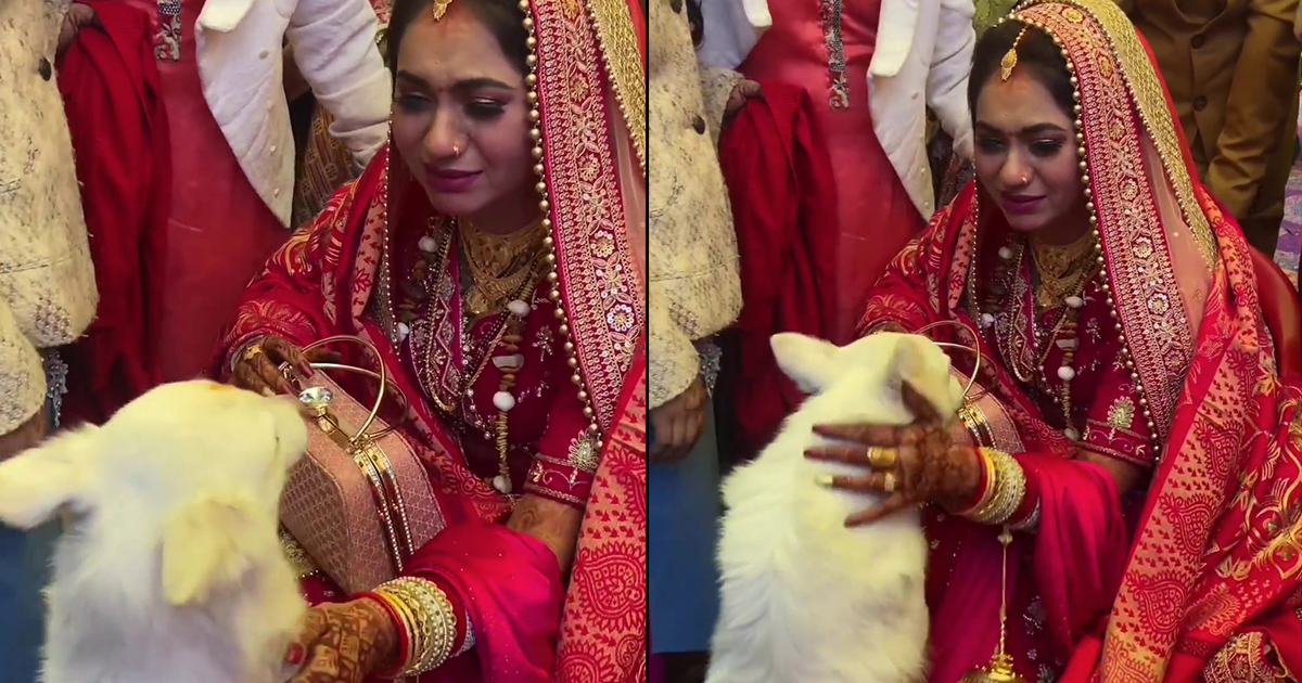This Pet Dog Refused To Let The Bride Go At Her Vidaai