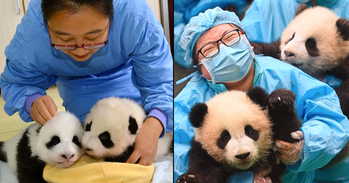 Best Job In The World? You Can Earn $32,000 Annually To Be A Panda Nanny - ScoopWhoop