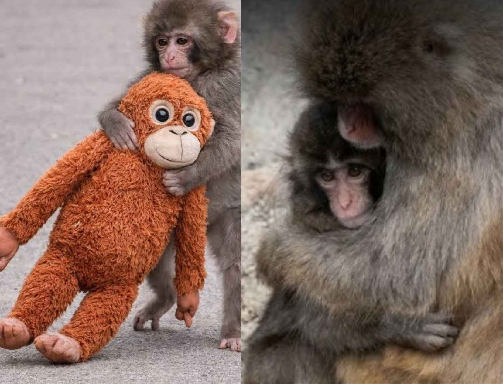 He’s Finally Accepted! Viral Abandoned Baby Monkey Punch Gets Accepted ...