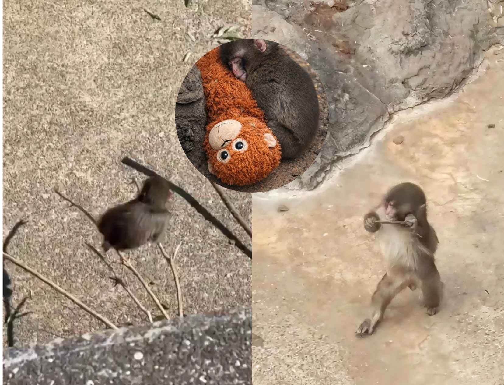 Season 2 Of Punch: The Viral Abandoned Baby Monkey Finally Stood Up For ...