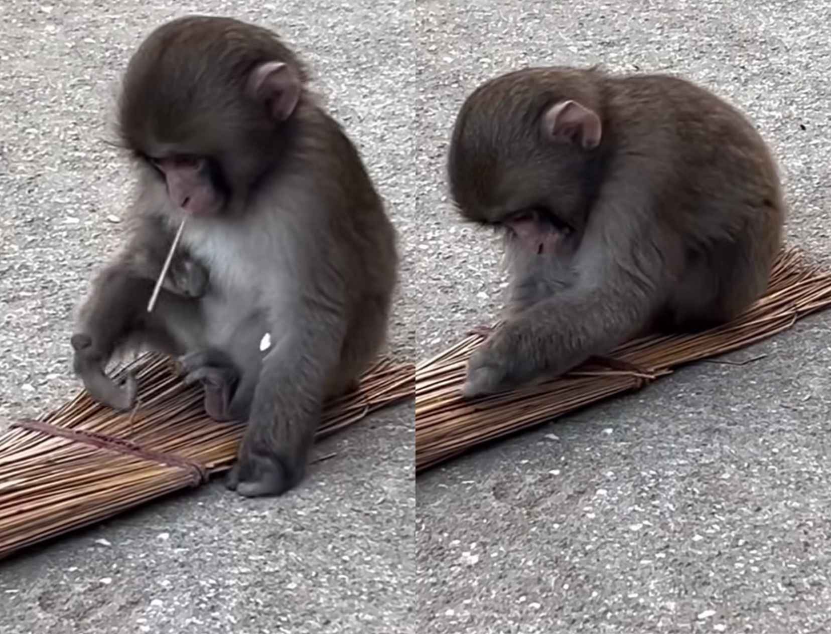 OMG! Is Baby Punch Monkey A Potterhead? This Video Made The Internet ...